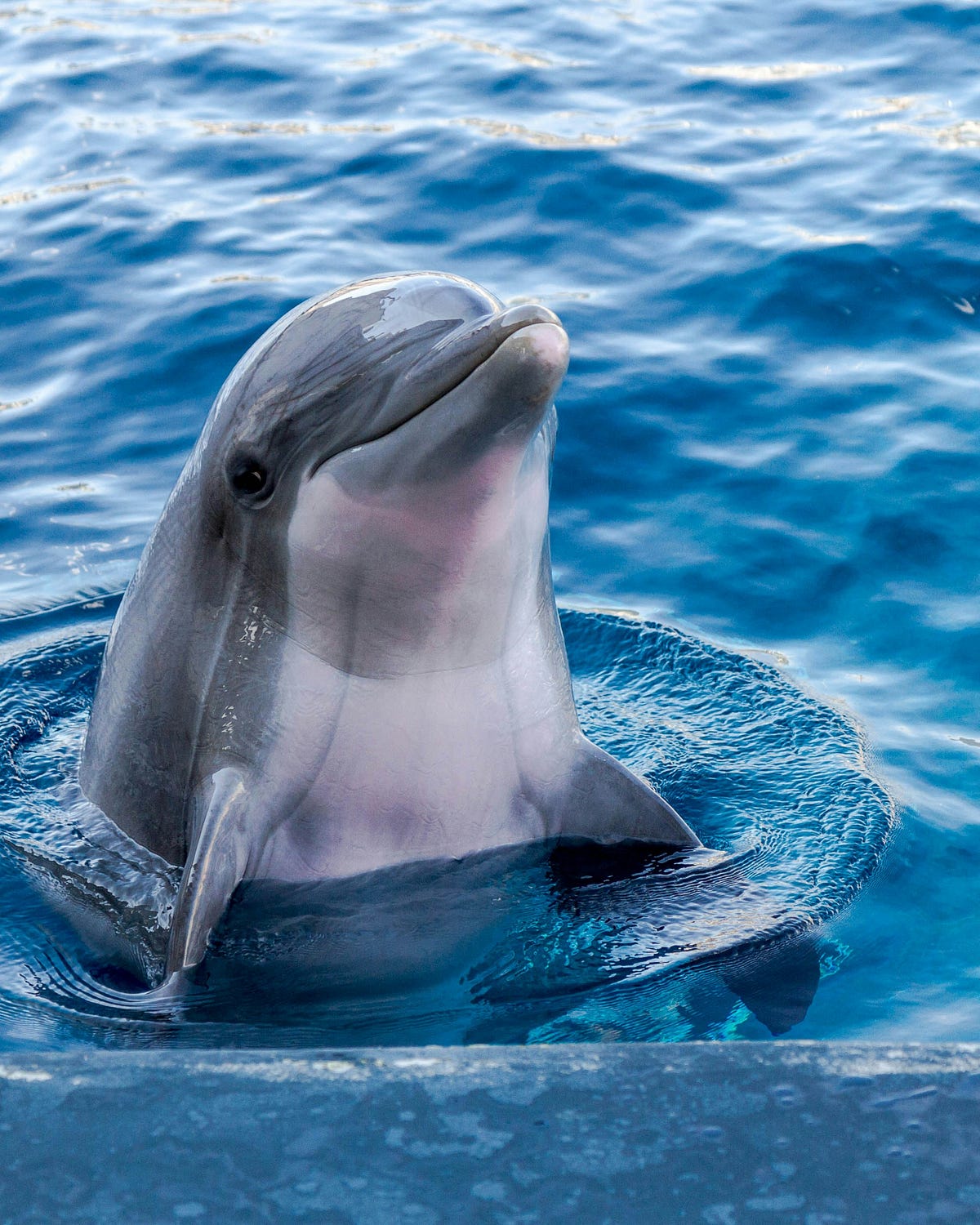 Are We Smart Enough to Understand How Intelligent Animals Are? | by Abdullah Basaran | Nov, 2025 ...
