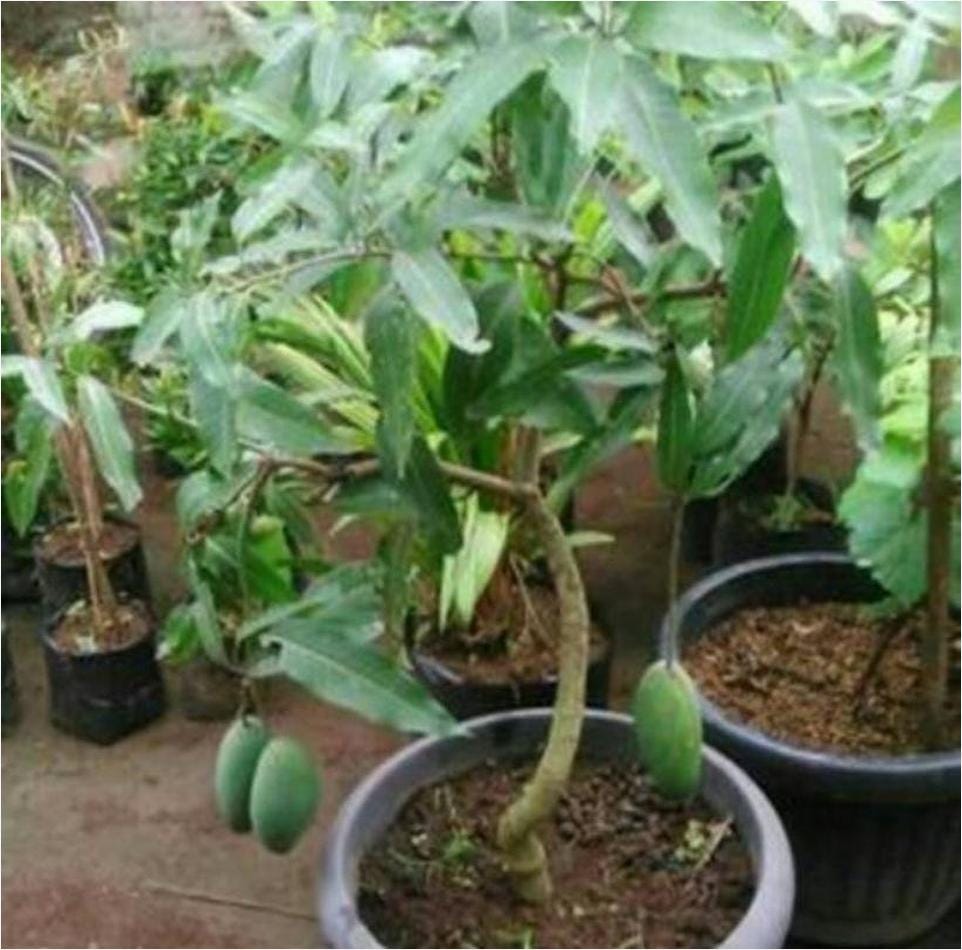 Bibit Mangga Mahatir Super Jepara | by faresta bibit | Medium