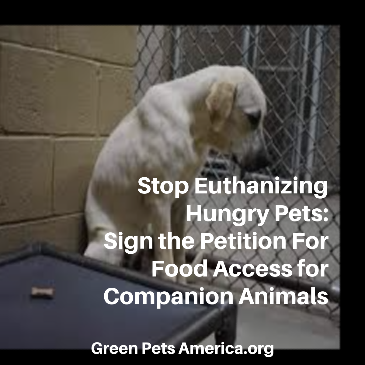 Stop Euthanizing Hungry Pets: Sign the Petition for Food Access for ...