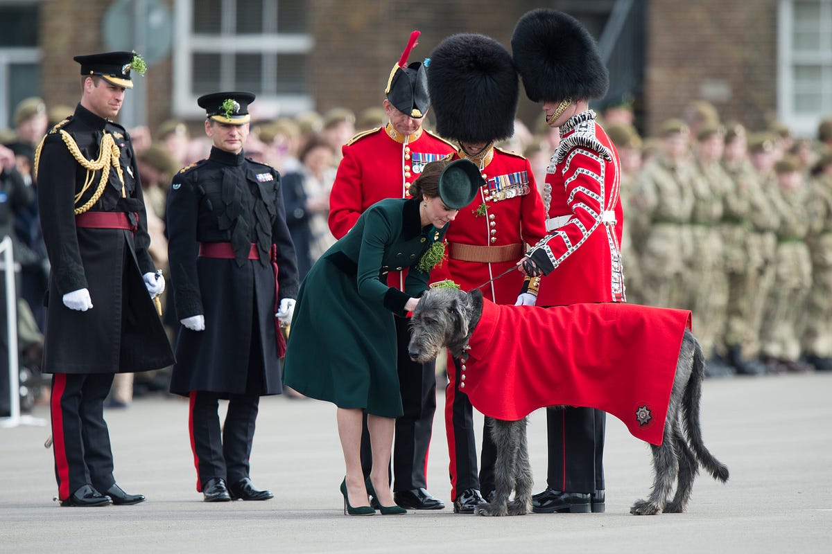 From ponies to pooches: welcome to the world of Army mascots | by ...