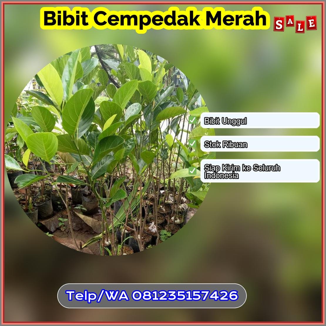 Supplier Bibit Cempedak Merah Kota Jakarta Utara - Jasmin Buah - Medium