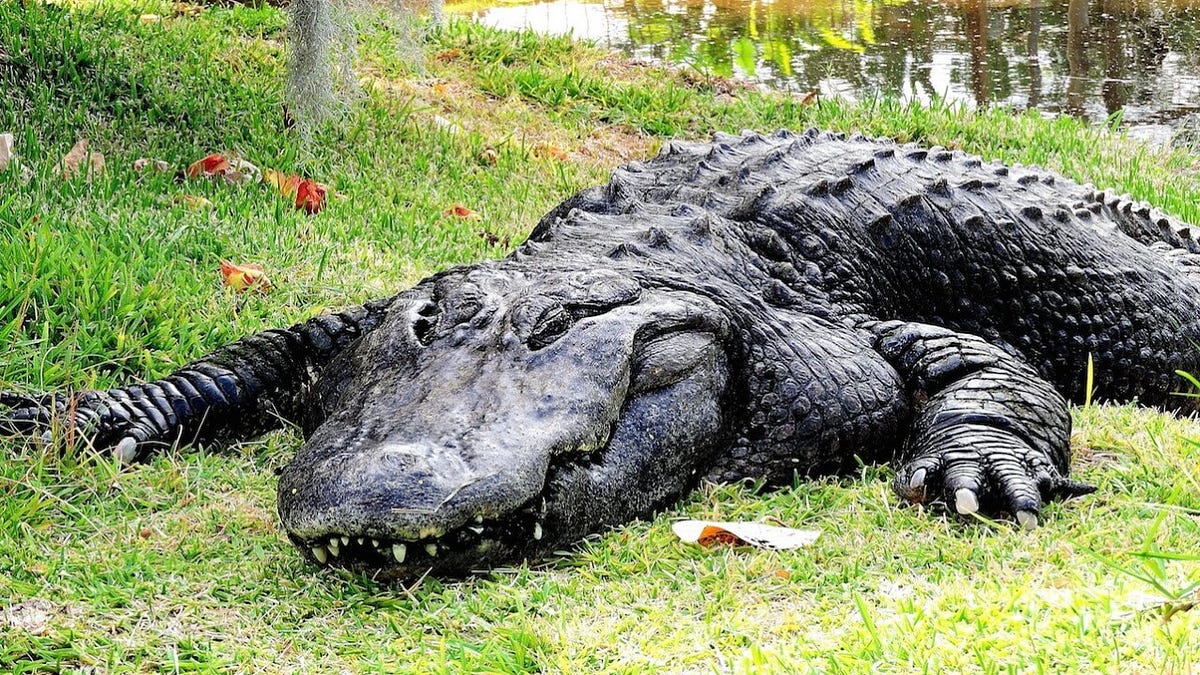 “Alligator,” or “Stupid Ass Games We Used to Play” | by Vichet Ou | Medium
