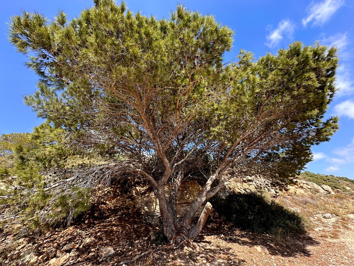 Pinus: Jerusalem Pine and the Breath of Vertical Light | by Alina ...