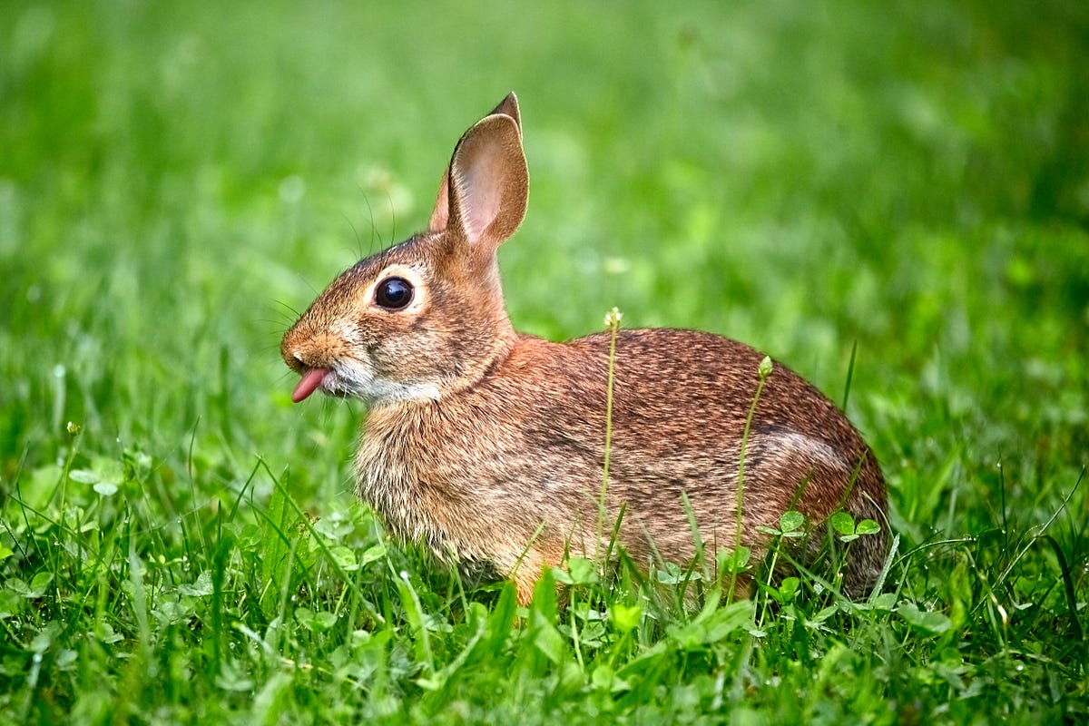 Apply Rabbit Mating Strategies To Your Life If You Don’t Know What To ...