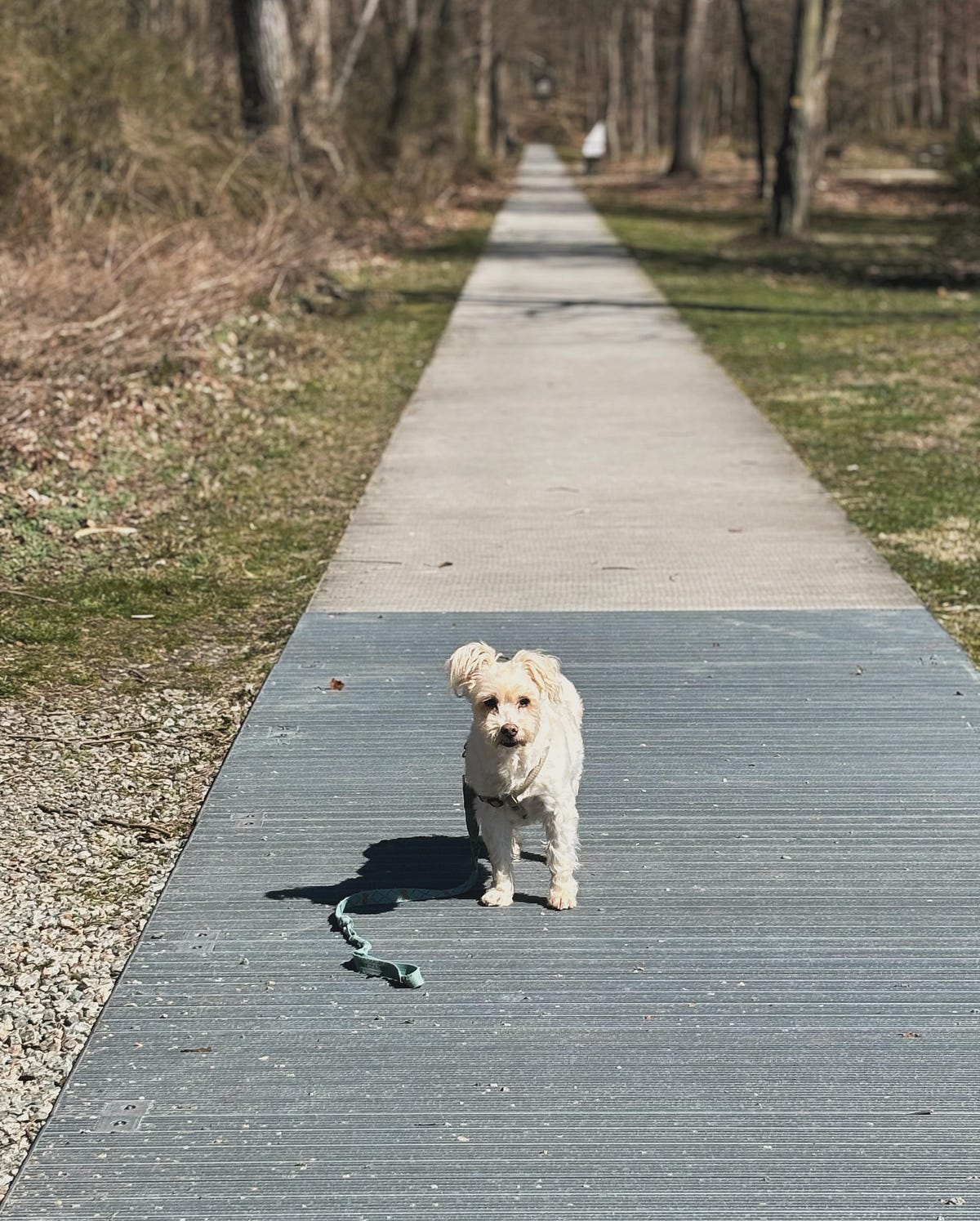 Not Without My Dogter. Every year, I say she’s 10. Haven’t… | by Susanna Spies | Medium