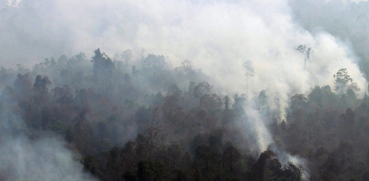 Eco-Apocalypse: Indonesia is burning. So why is the world looking away ...