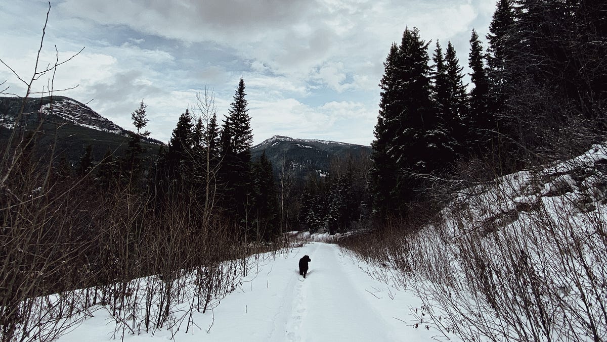 Breaking Trail. The first few steps have been taken… | by North of 54 ...