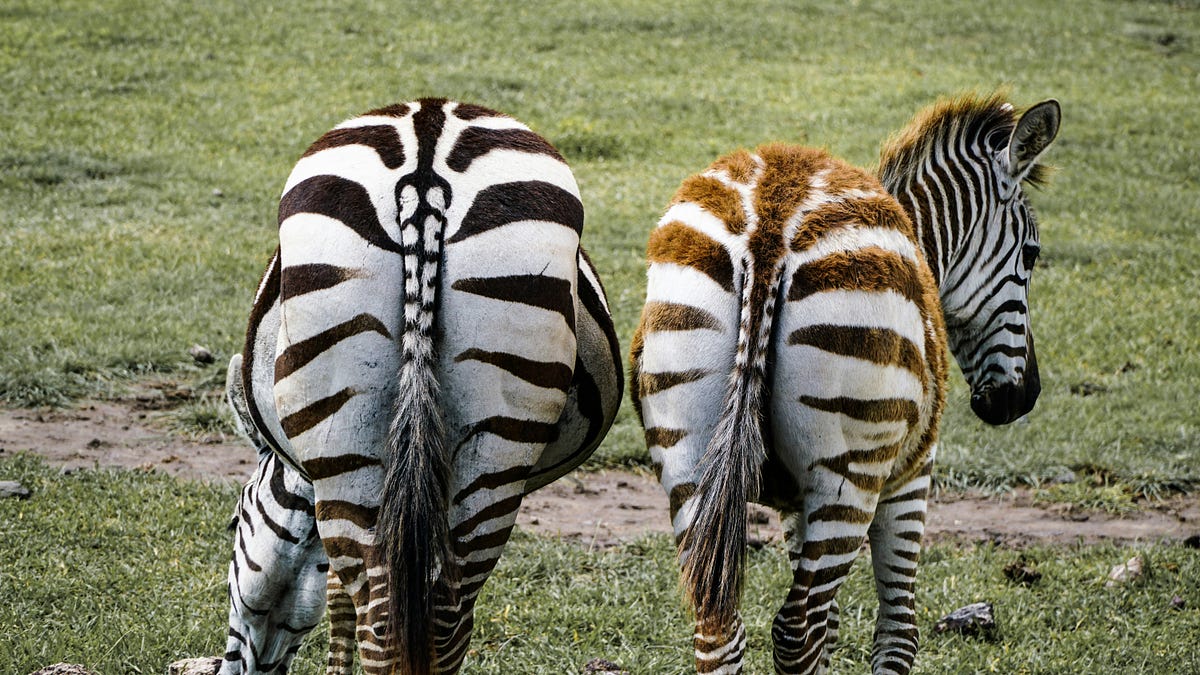 More Than Just Stripes: How Zebras Master Survival | by Monica Njuguna ...
