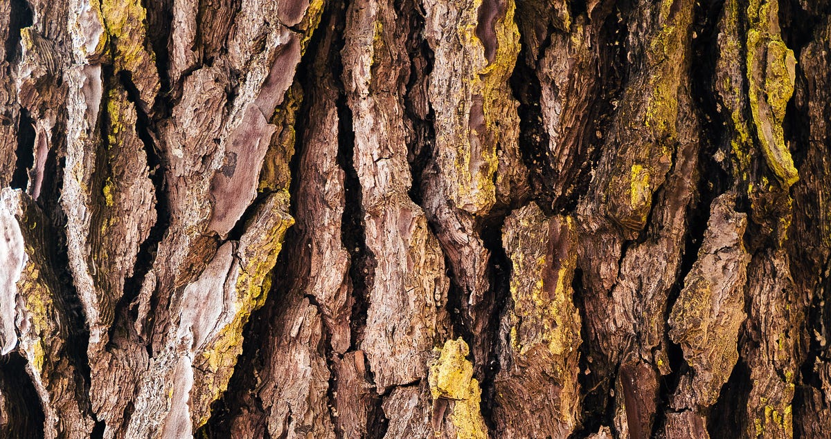 Bite-size Biomimicry: Bark. How does bark protect from the elements ...