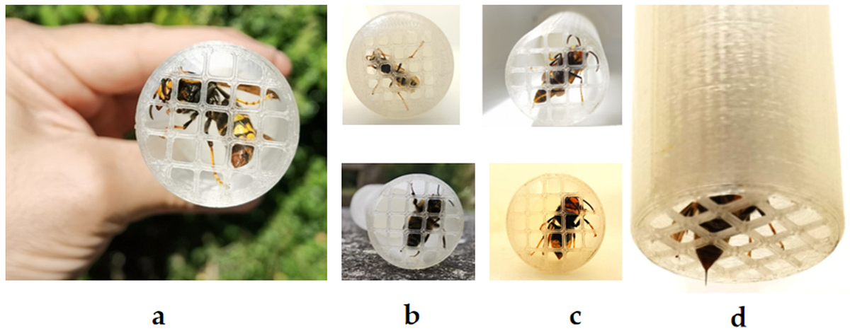 How scientists made being deliberately stung by wasps even better | by ...