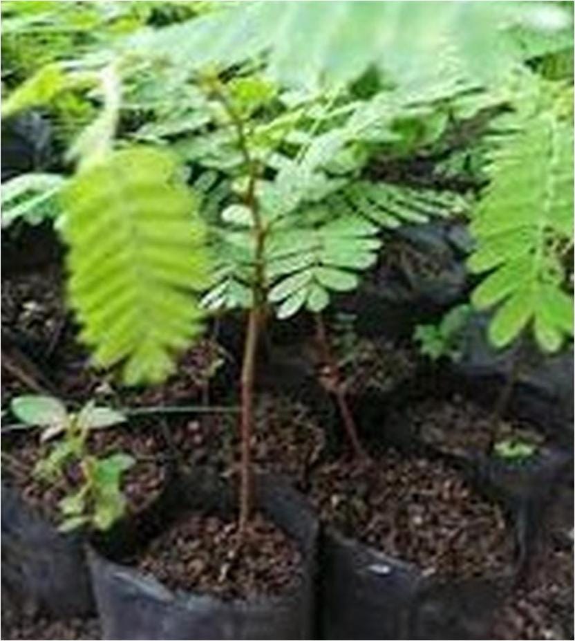 Bibit Asam Jawa Tanaman Asem Pohon Ciamis Terlengkap | by Sahale Asoka ...