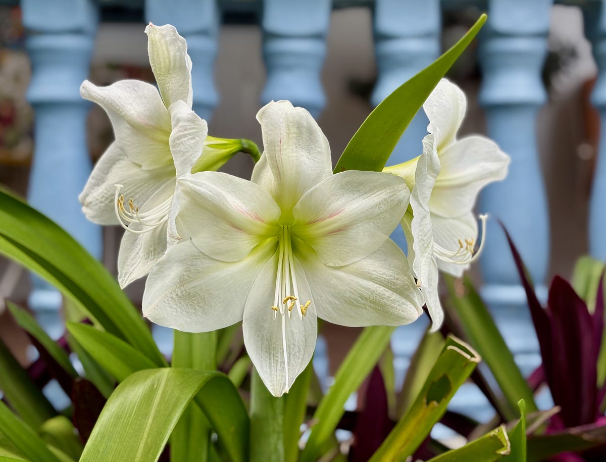 ‘Consider the Lilies. The only commandment I ever obeyed’ | by Ronald C ...