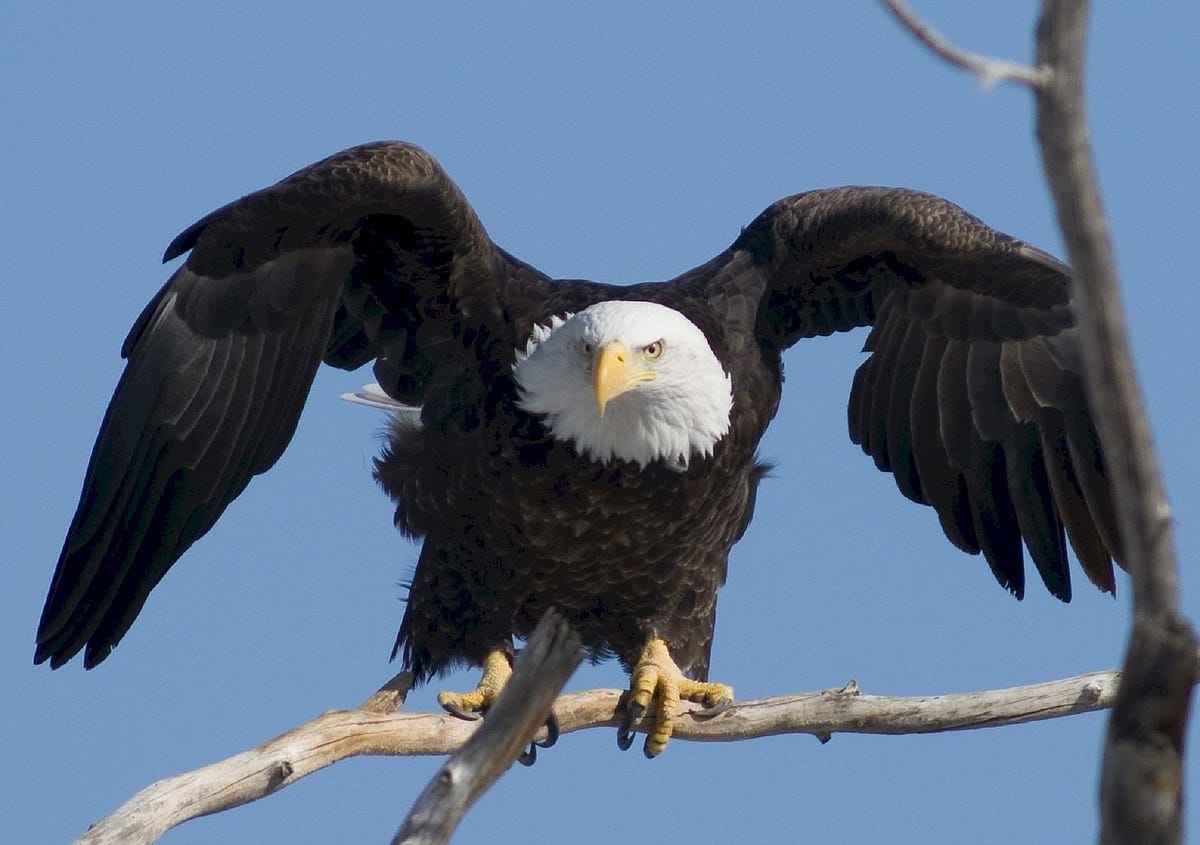 American Bald Eagle. American Haiku takes on the Great… | by Pierre ...