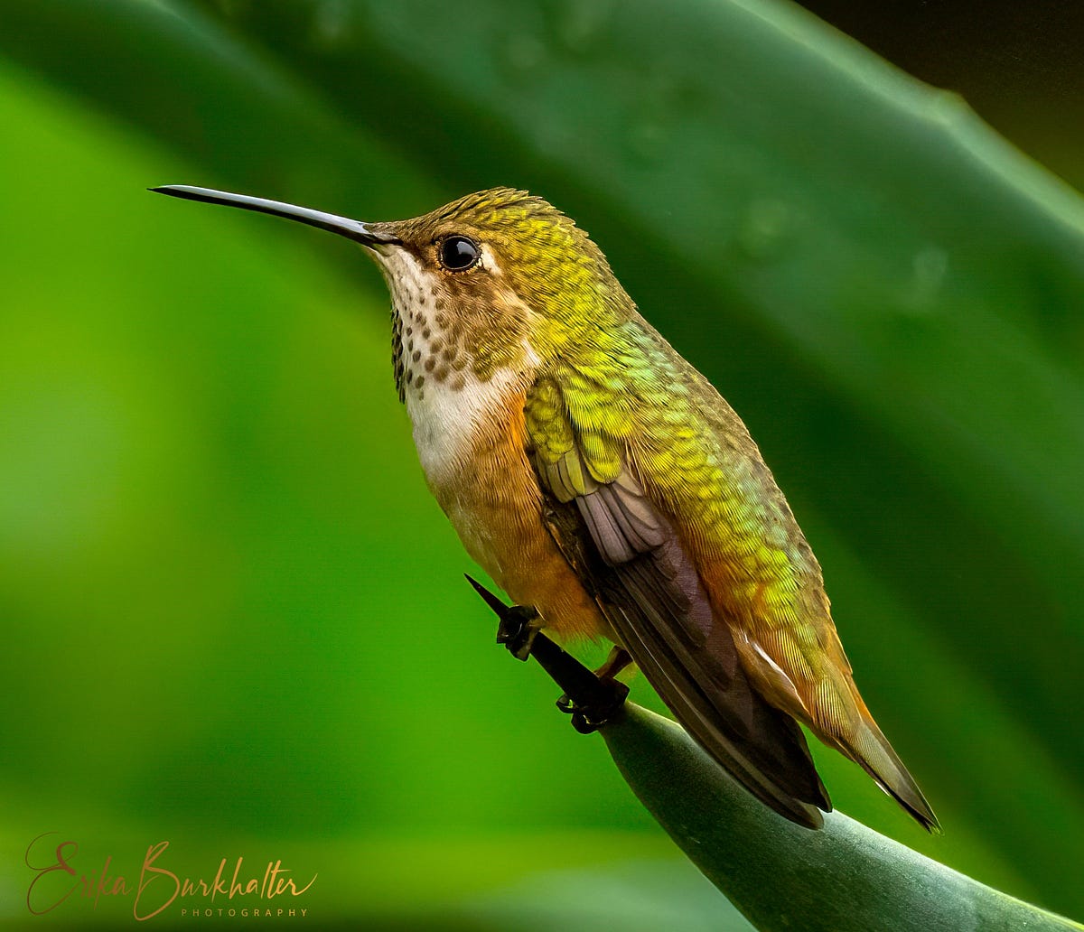 Green. One color, many shades | by Erika Burkhalter | SNAPSHOTS | Jun ...