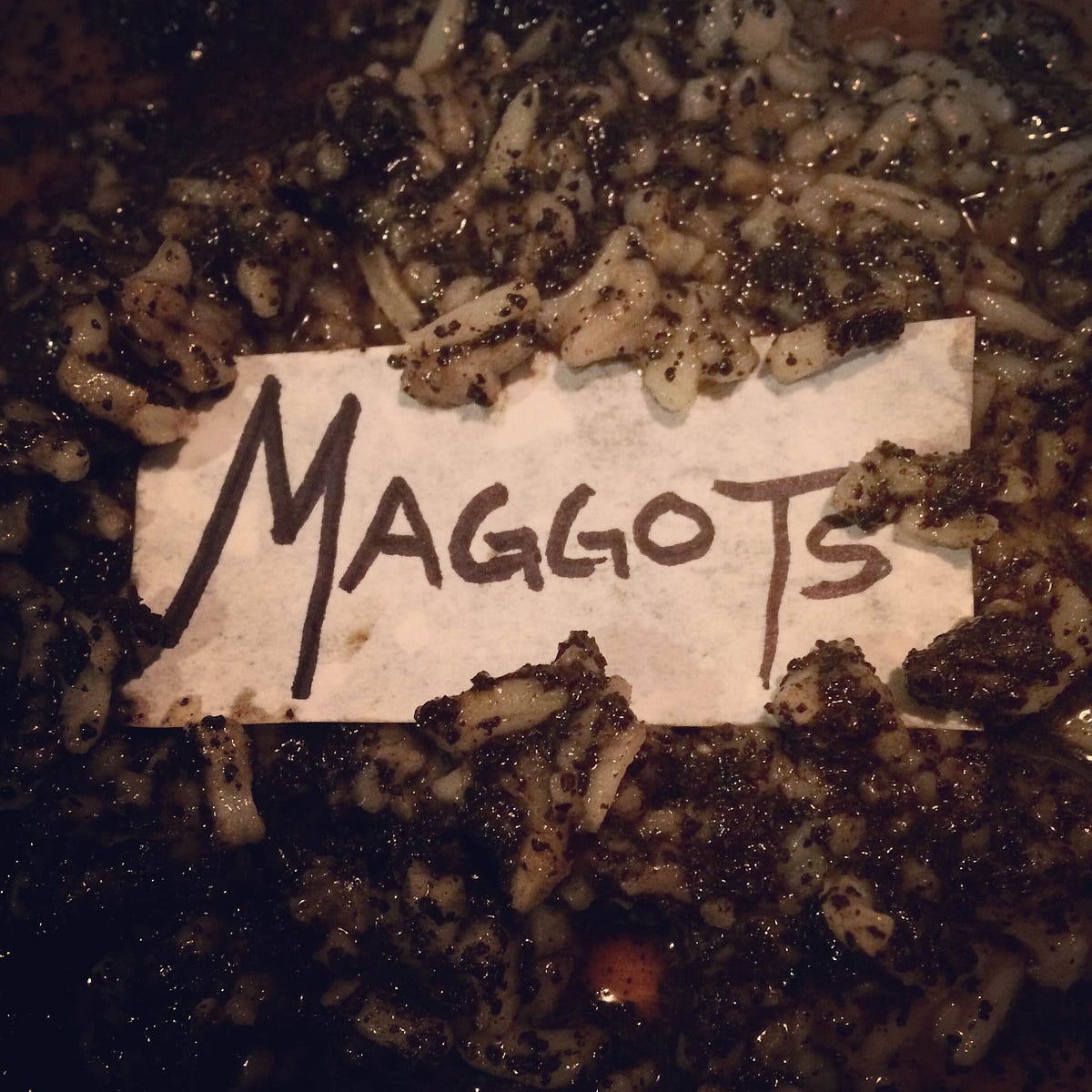 Maggots. Looking back at my short career with… | by Eli Church | Medium