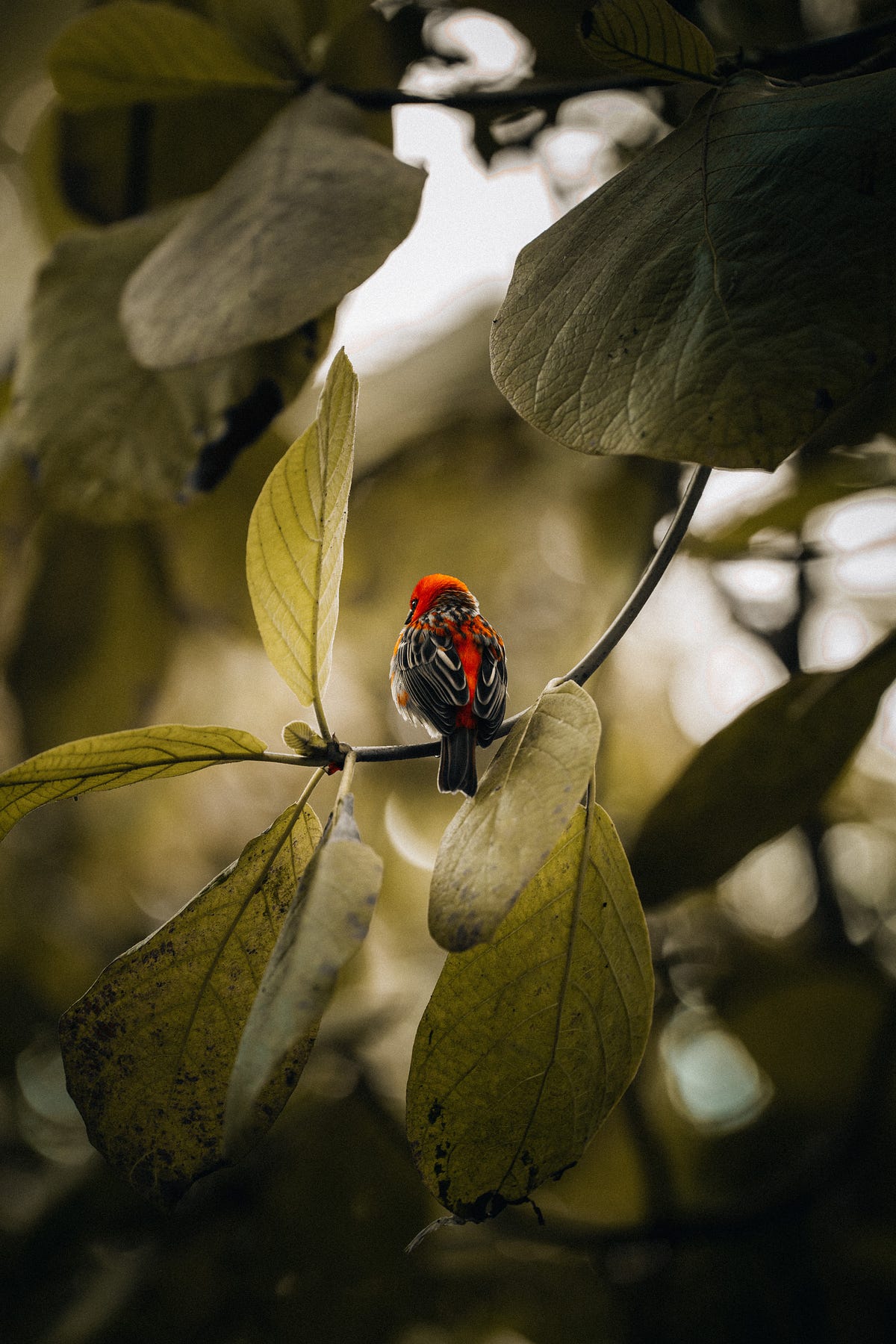 Some People Take Webinars To Learn How To Recognize Bird Songs | by Thomas Gaudex | Scribe | Medium