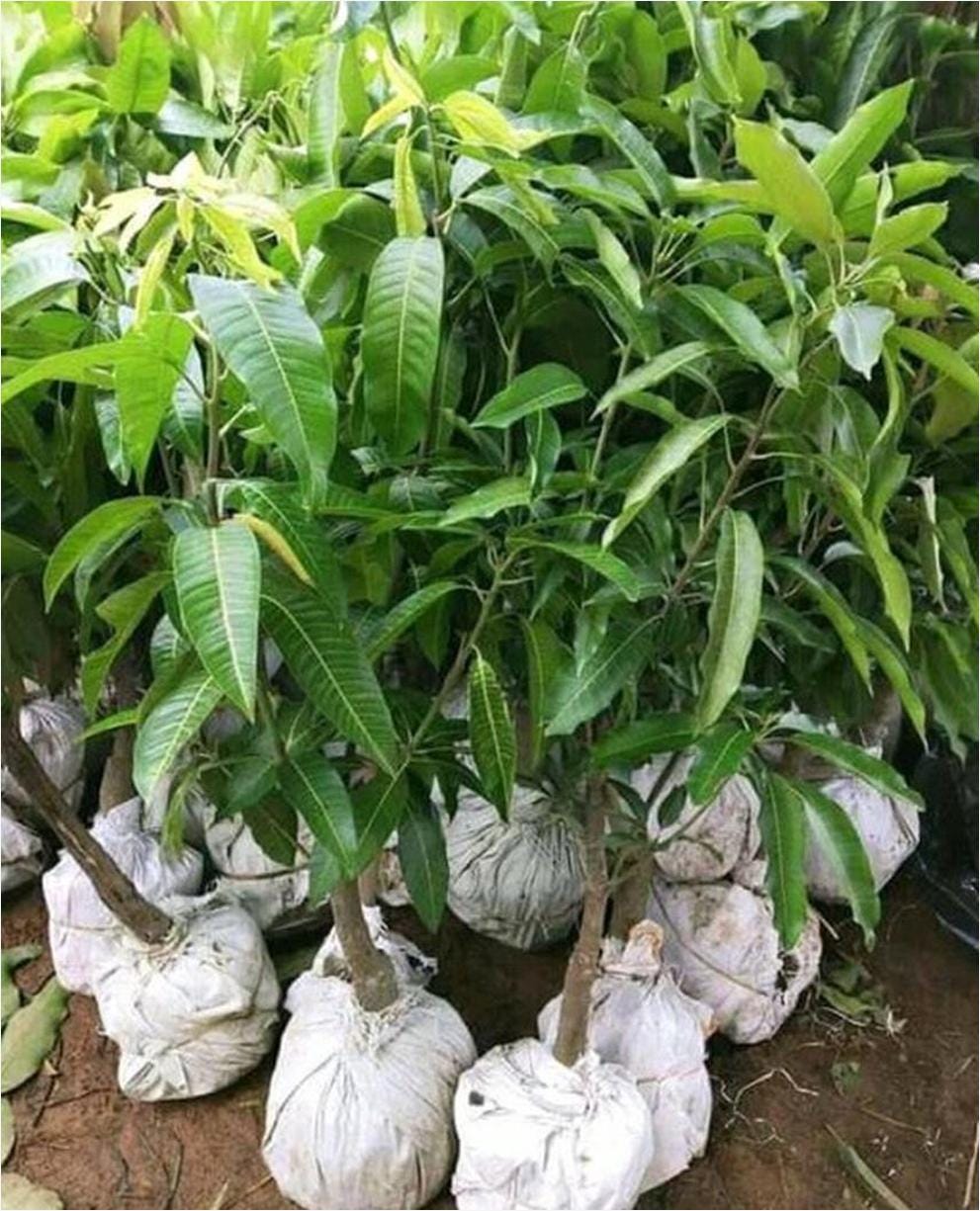 Bibit Mangga Mahatir Pekalongan Berkualitas | by Ezio Asoka | Medium