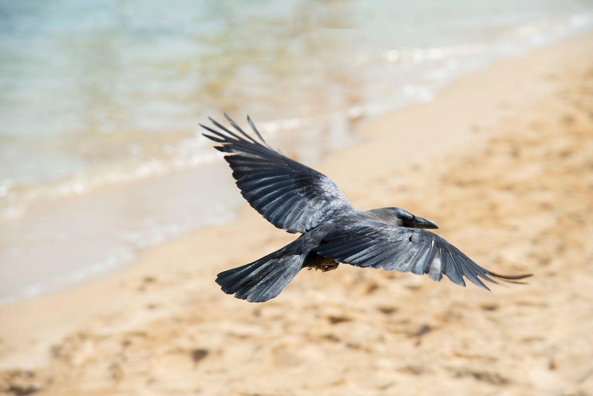 Raven & Hawk. I try to use medium, this blog, as a… | by Fahri Journal ...
