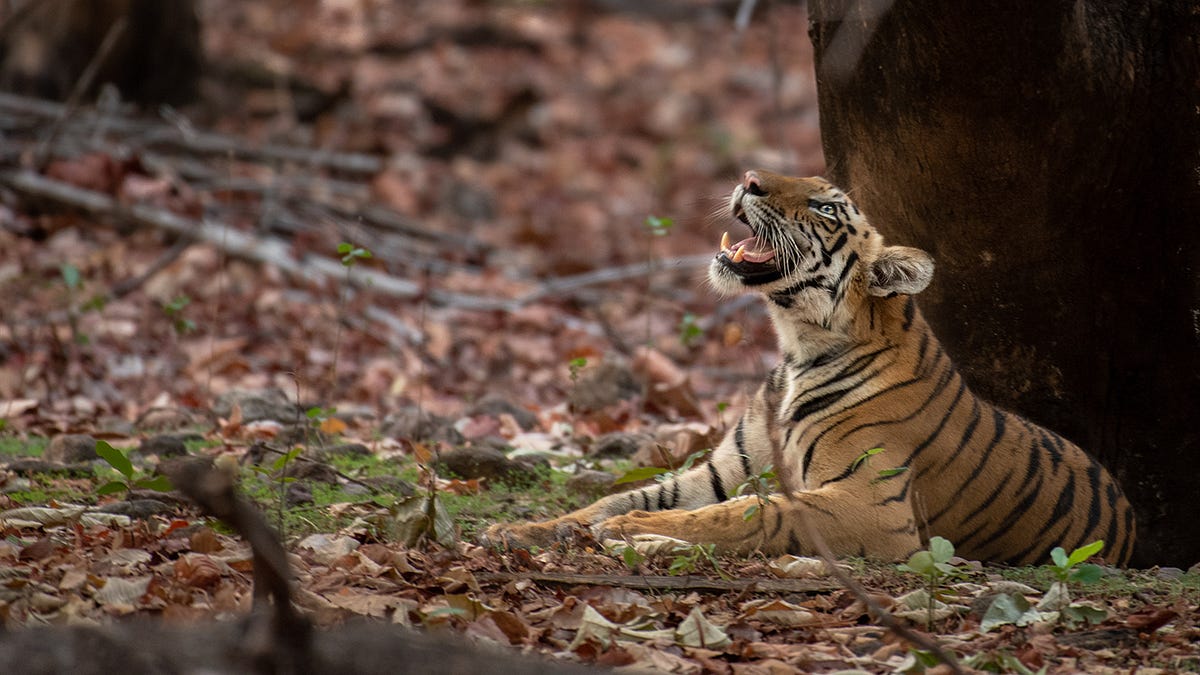 Bandhavgarh National Park — Den of Tigers and more | by sajeesh ...