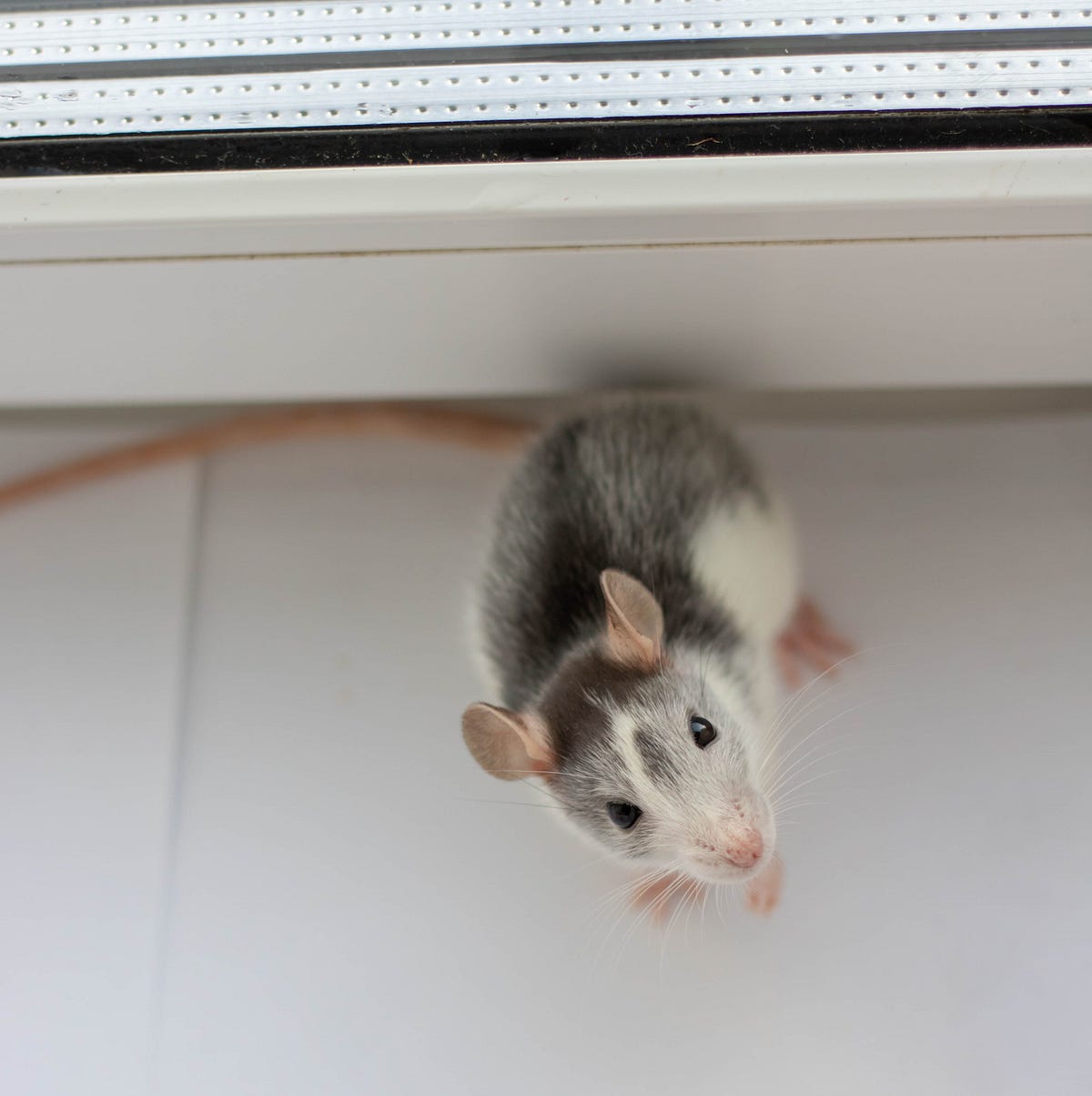How an Unexpected Rodent Infiltration Created My Surprising Moral Mouse ...