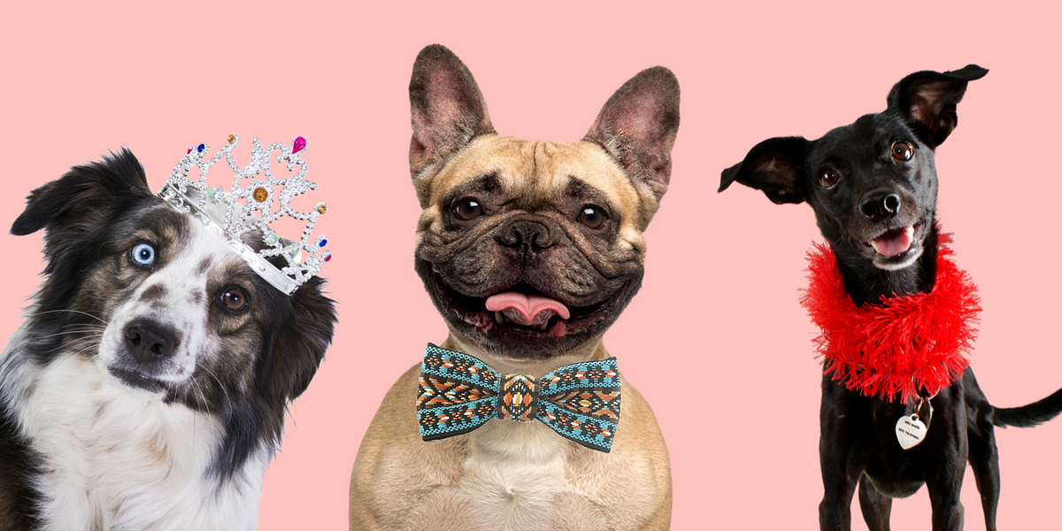 Meet the dogs of Mark Upgrade. “Dogs are not our whole life, but they ...