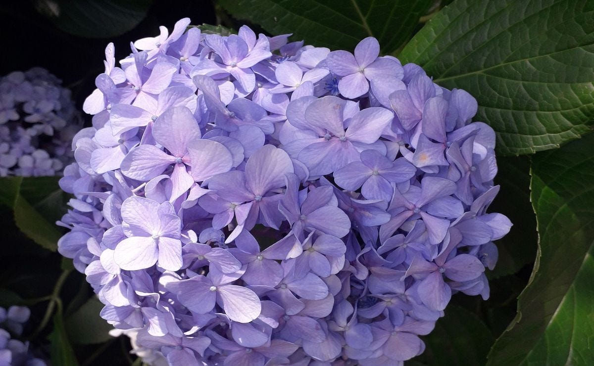 COSAS QUE NO DEBES HACER CON LAS HORTENSIAS - Facilisimo - Medium