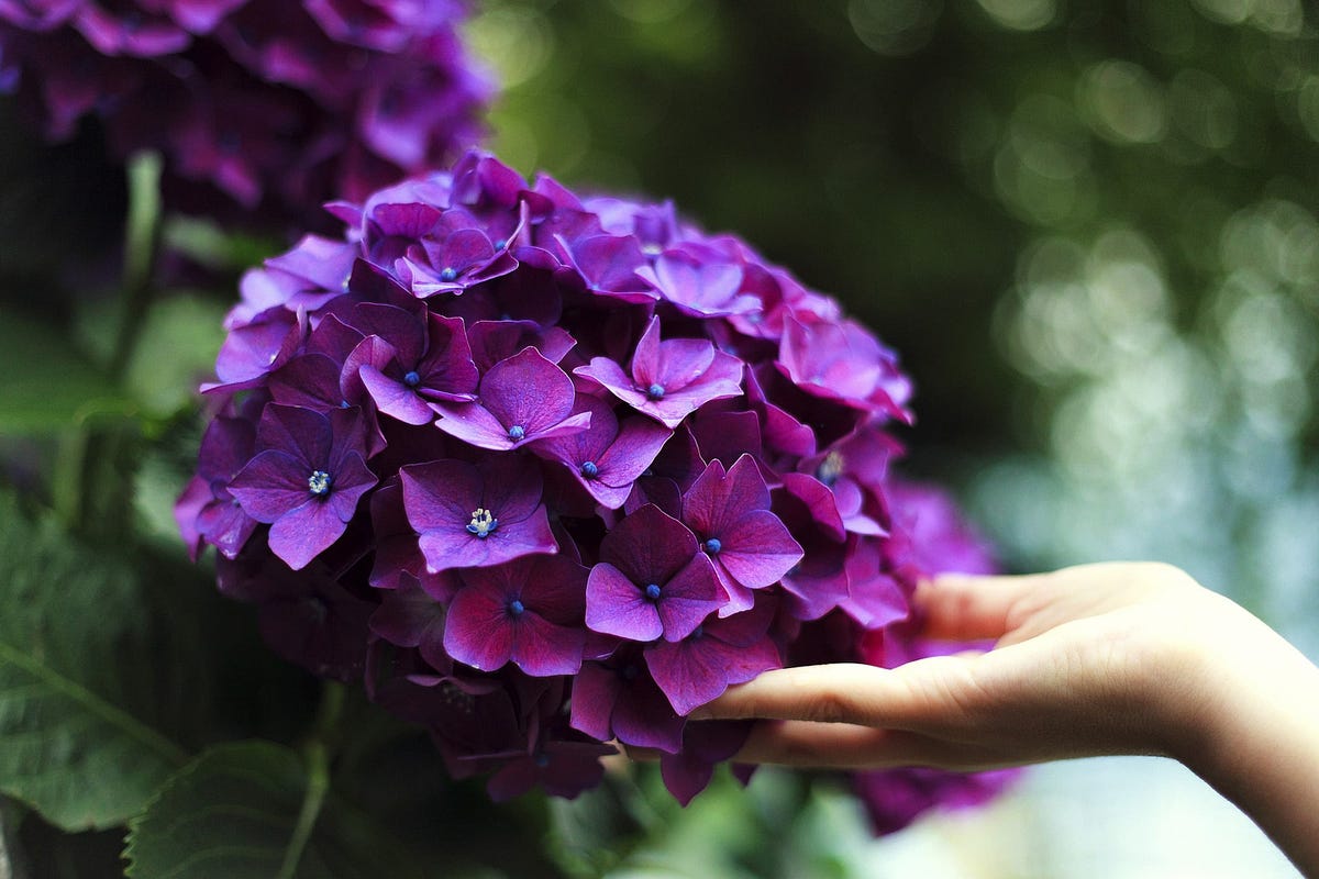 Interesting Facts About Hydrangeas | by Dubaiflowers | Medium
