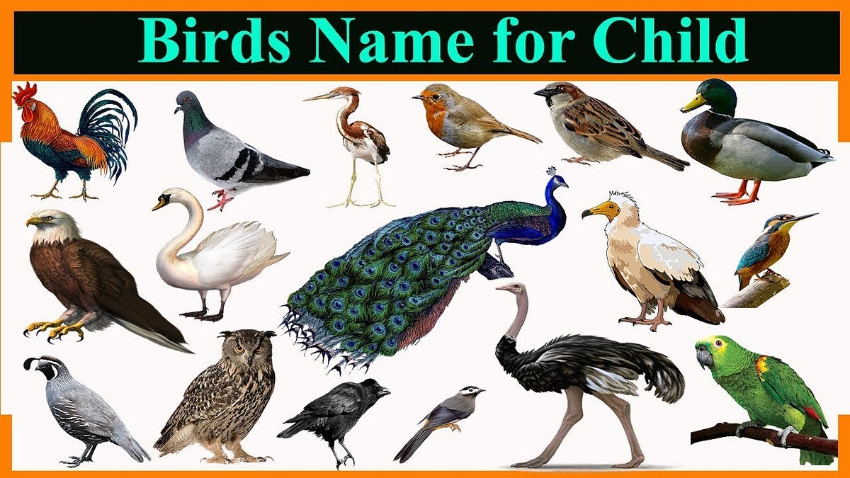 Pakshiyon ke Naam — Birds Nam. So, friends, this was a list of names ...