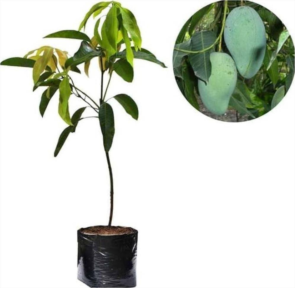 Bibit Mangga Gadung Terbaik Valid Jembrana Berkualitas | by Agro Tani ...