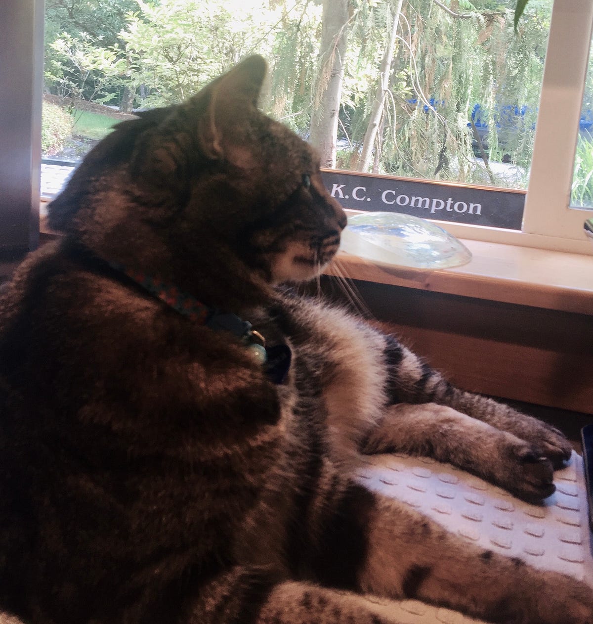 Earth Loses One Great Cat; I Lose Part of My Heart | by KC Compton | Medium