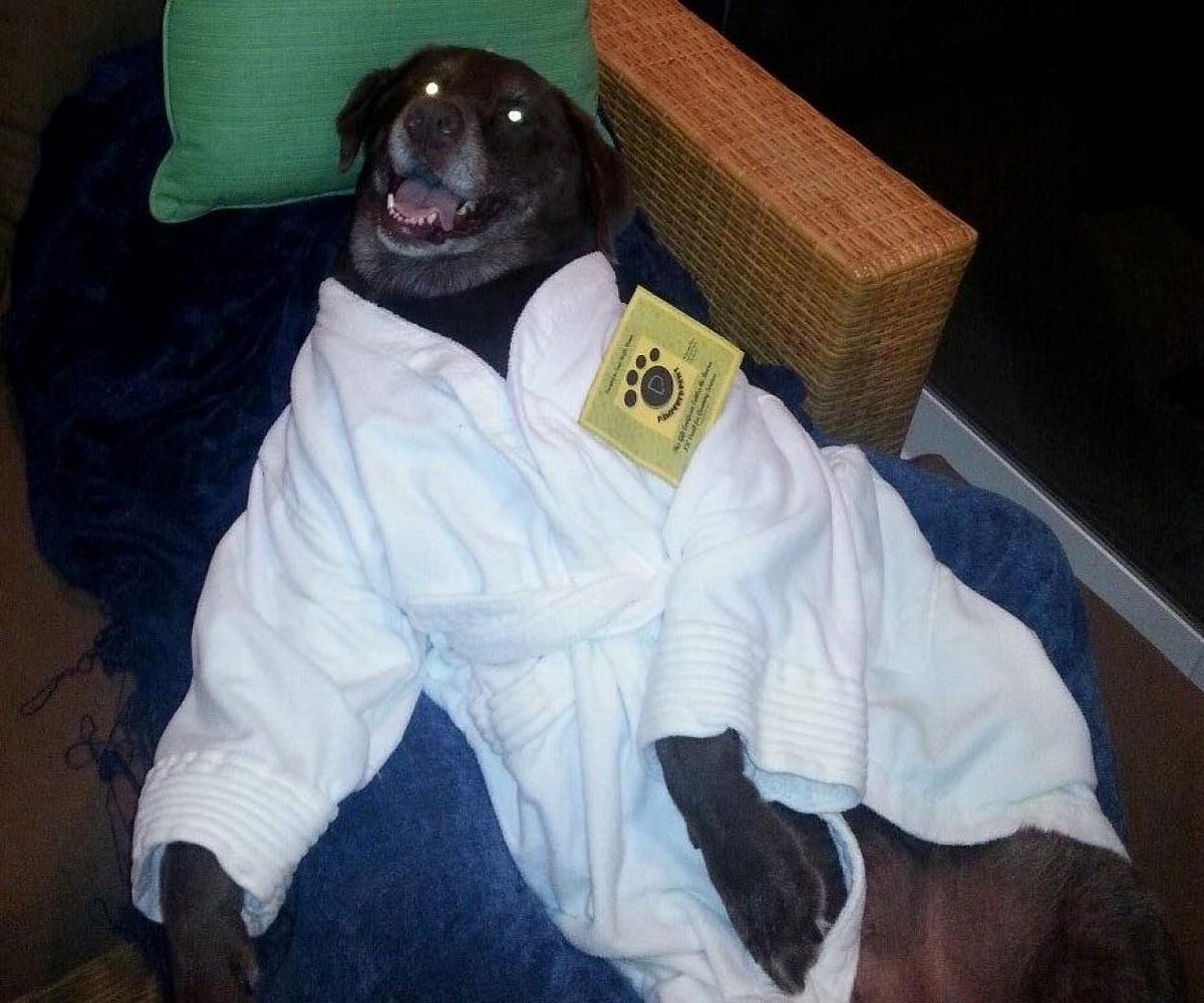 Every Puppy Needs a Spa Day. My Spa Day at Pampered Paws in San… | by ...