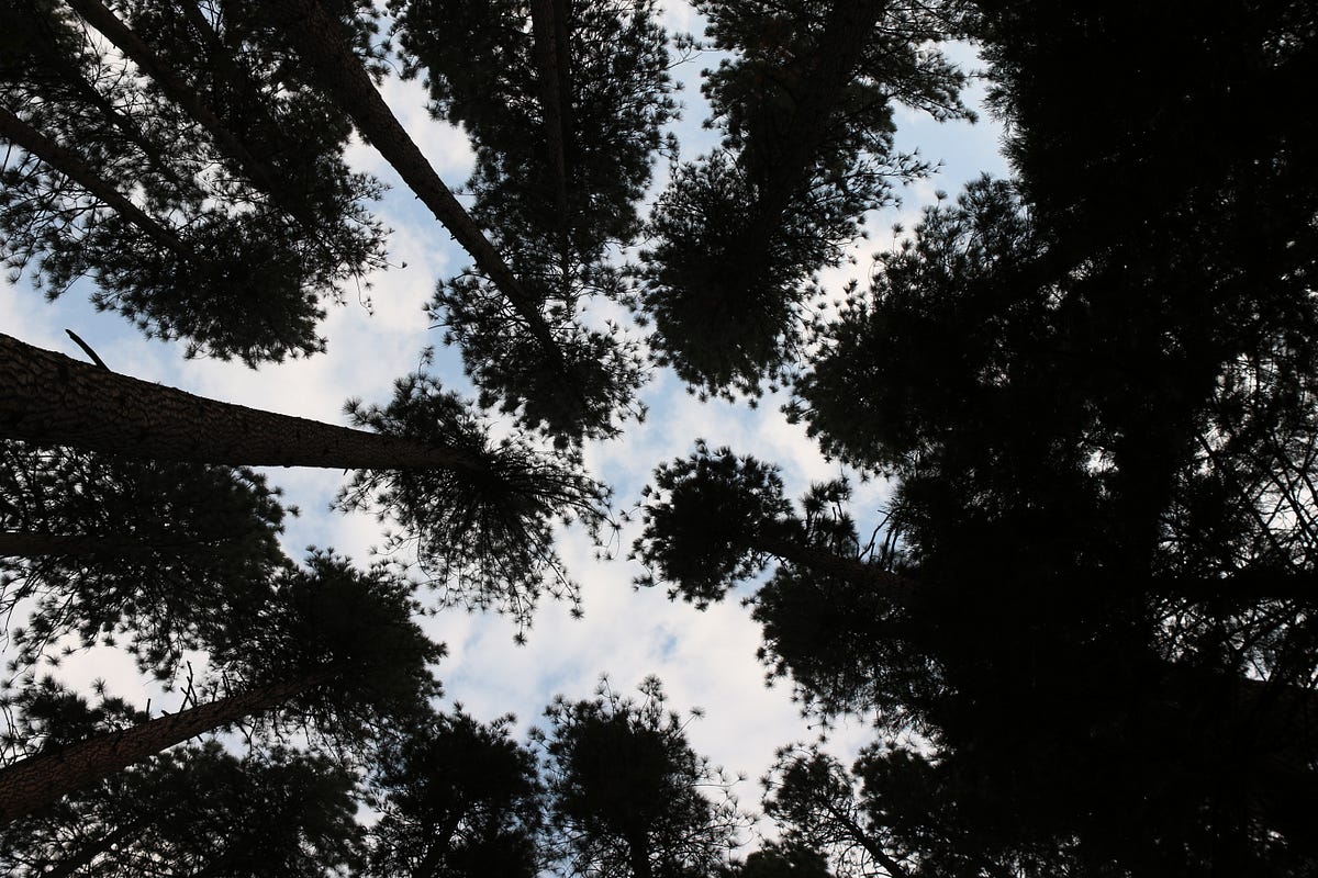 Tree Trilogy - The Daily Cuppa - Medium