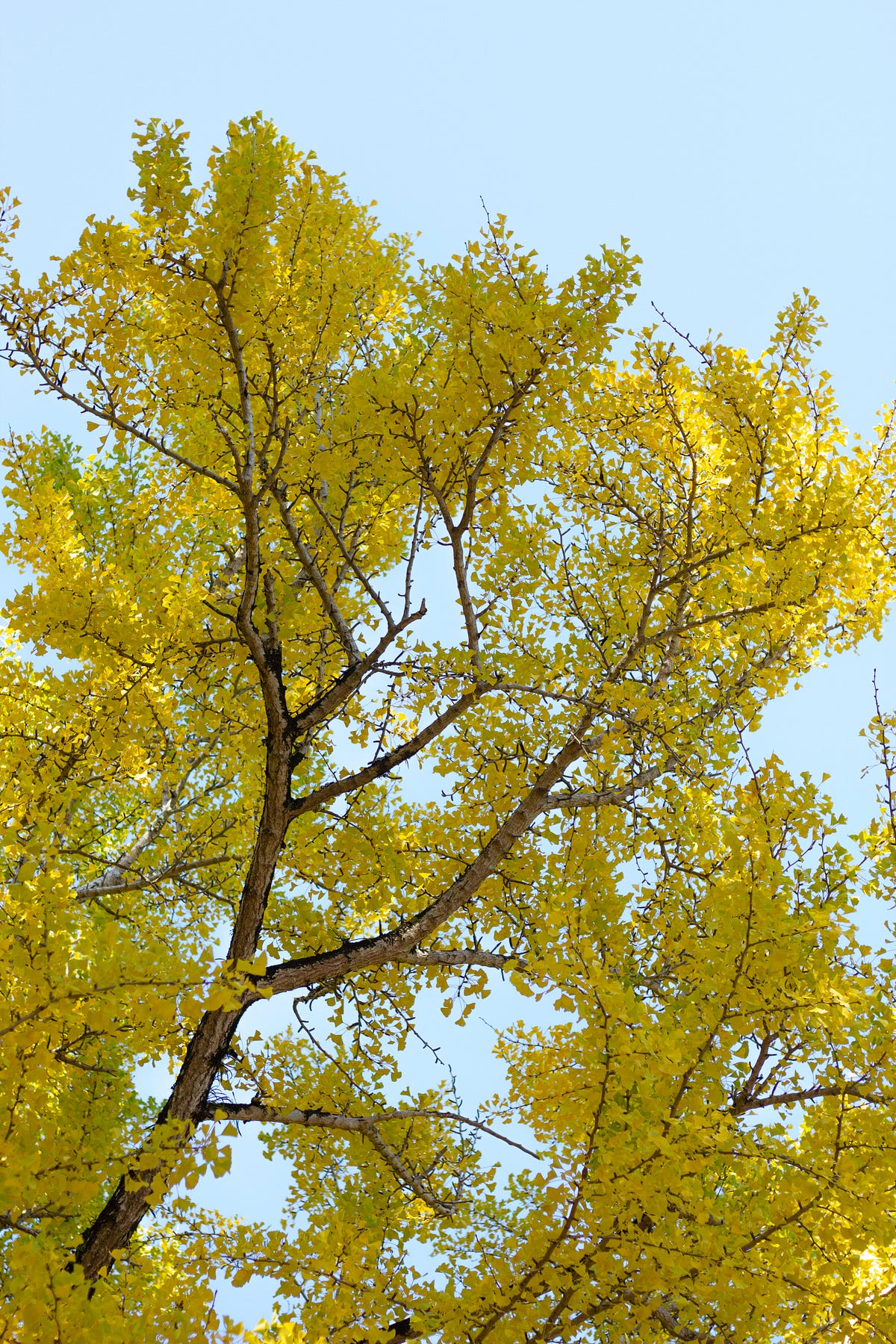 Columnar Ginkgo biloba: Nature’s Upright Citizen | by Taylor Wills 🌲🐾🐧🫀 ...