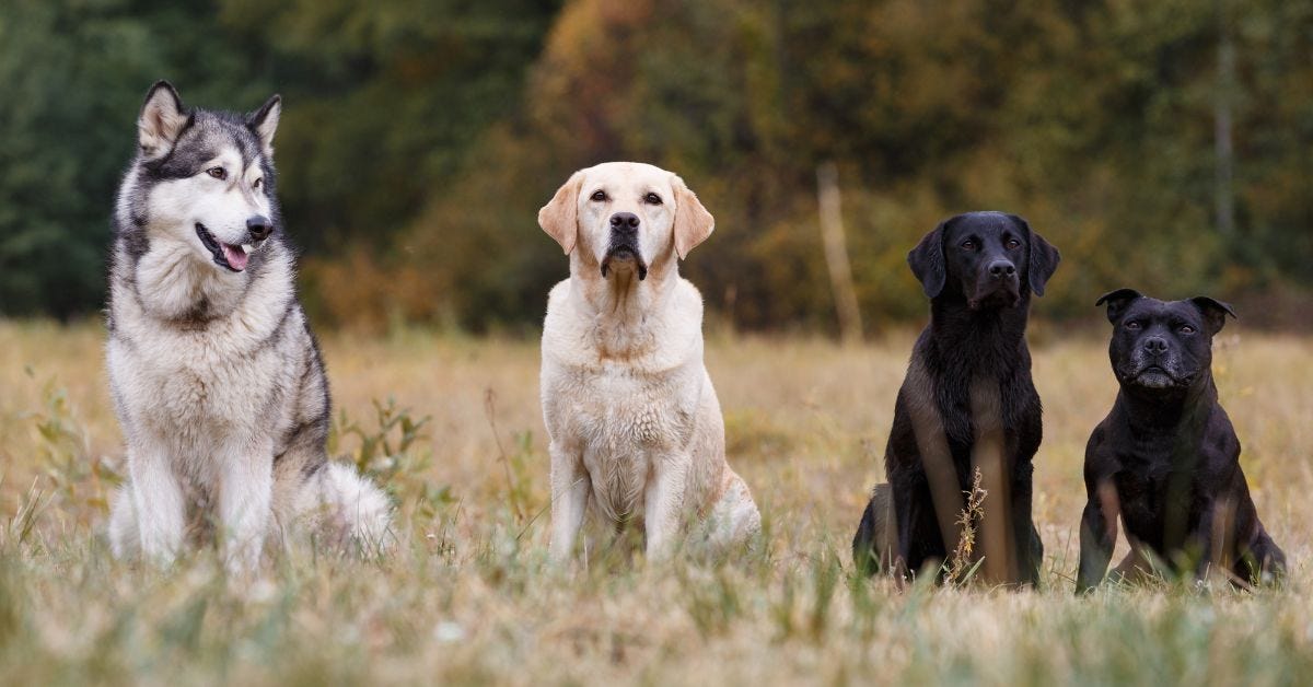 Understanding the Giant Paw Prints: The Pros and Cons of Owning a Big ...