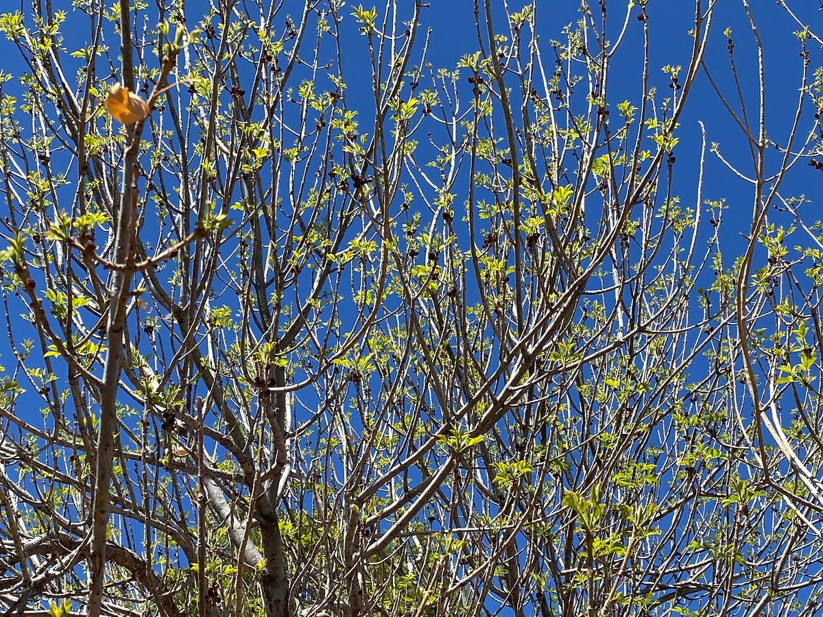 My New Favorite Color — Green!. Happy Spring — The View from Here… | by ...