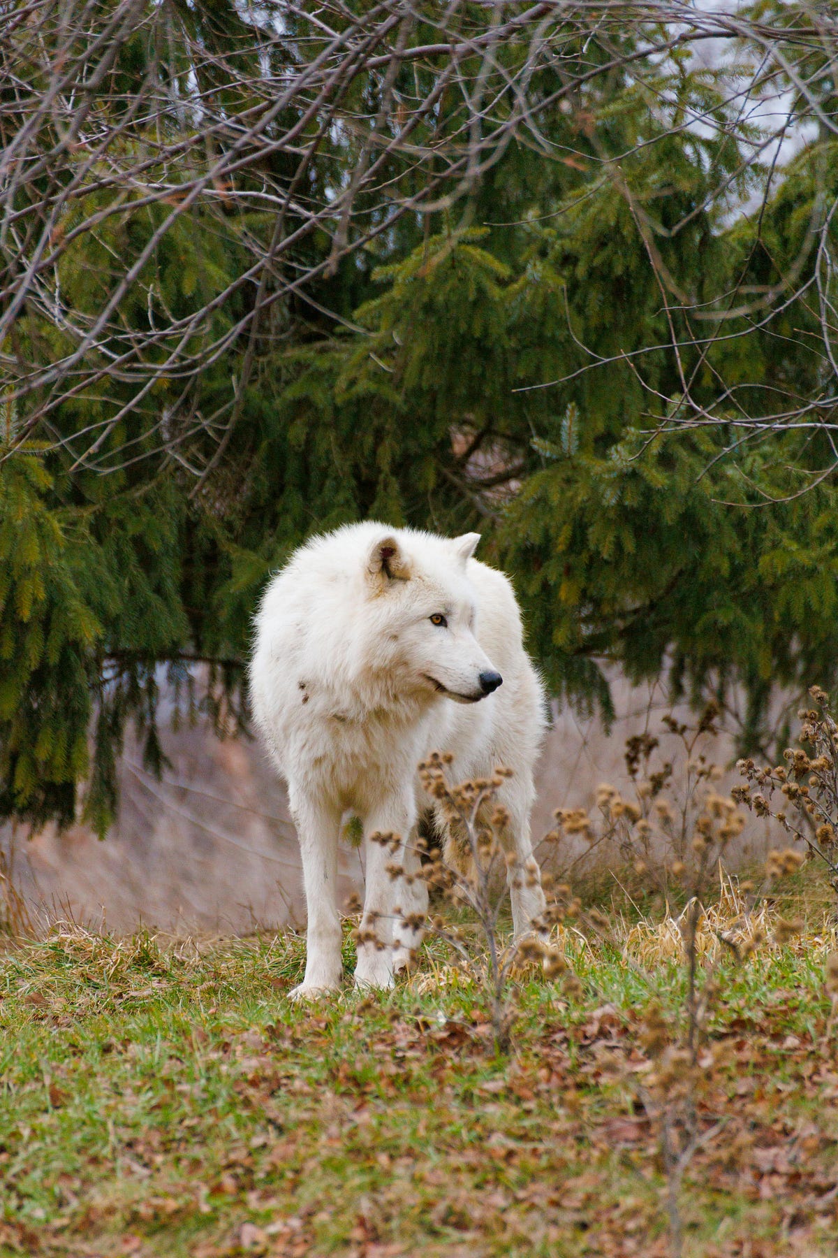 wolf in the cornfield watching us | Medium