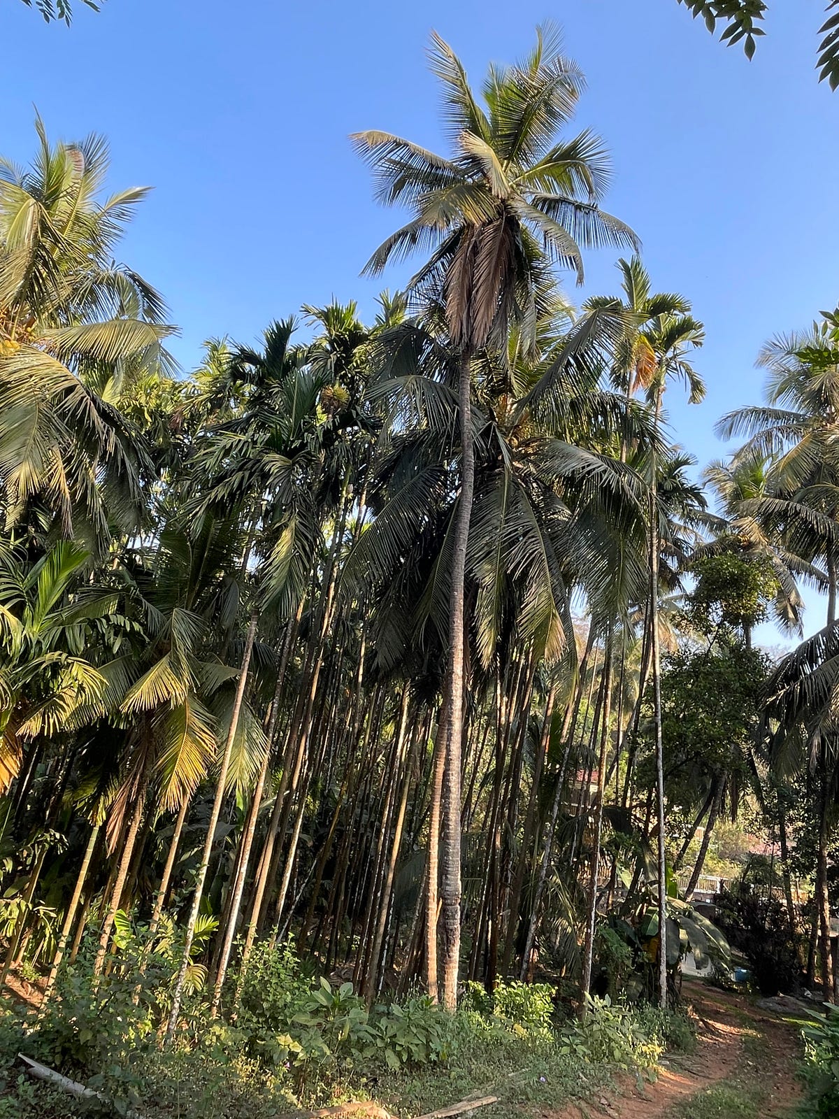 Life on an Areca Nut Farm in Southern India | by Gauri Sirur | Picture ...