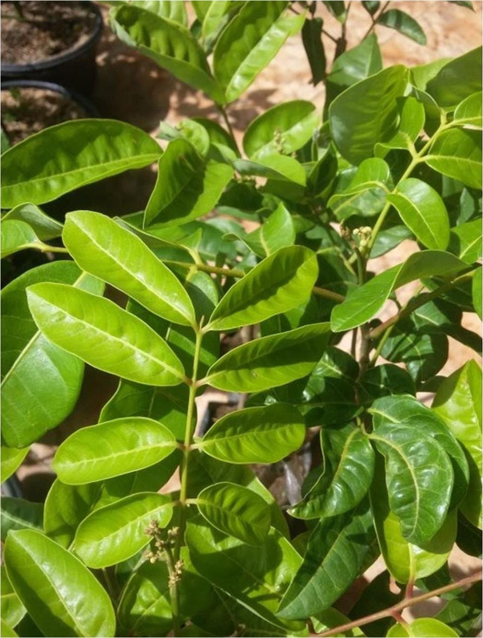 Bibit Kelengkeng Matalada Berbunga Kota Batu Berkualitas | by Agro Tani ...