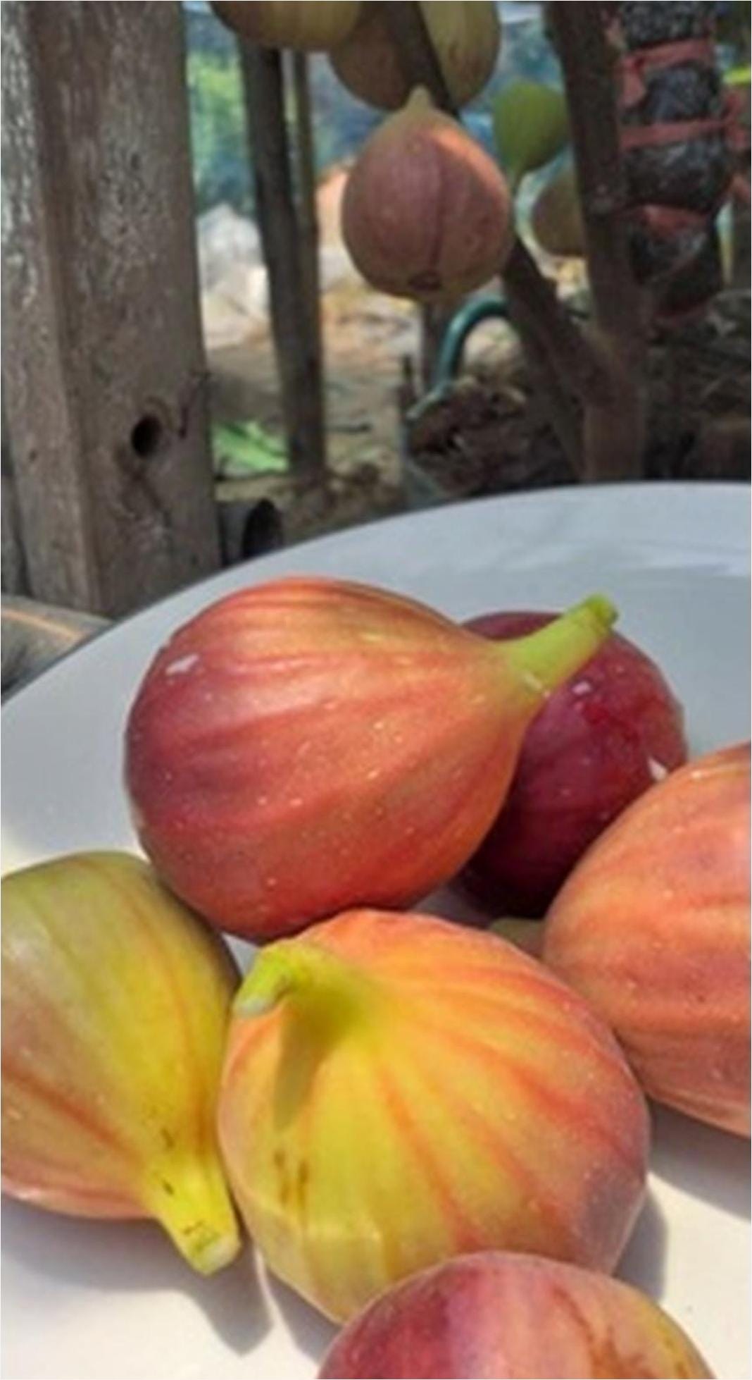 Bibit Tin Merah Buah Jenis Tgf Jumbo Fresh Cangkok Banyuwangi | by ...