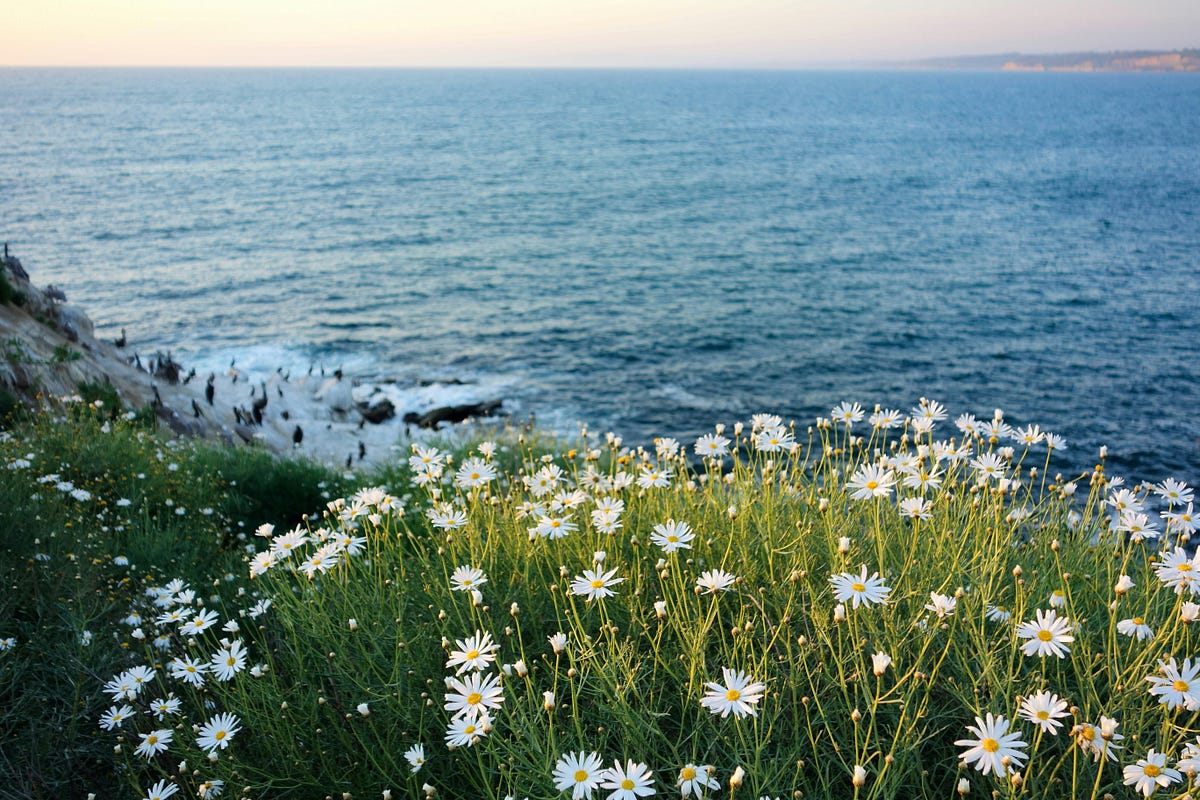Quite Risk Taker. I’m a quiet risk taker — Not the kind… | by Linnea ...