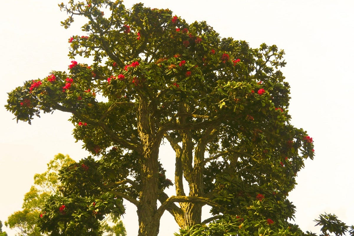 His Poem in a New Collection. I remember the poem well though it… | by ...