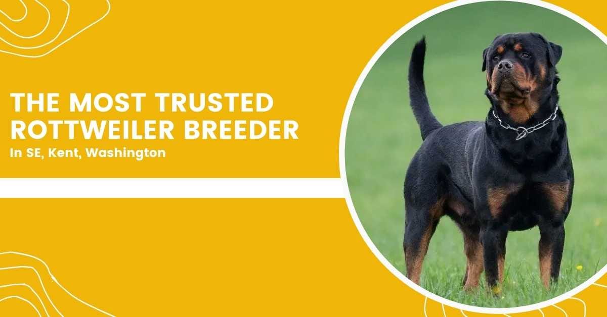 The Most Trusted Rottweiler Breeder In SE, Kent, Washington - Vom Hause ...