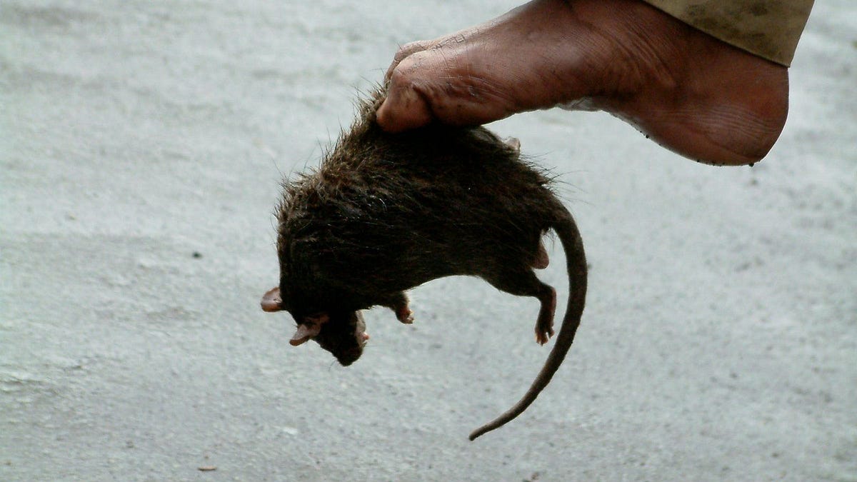 Just Another Rat In The Rat Kingdom | by Decon Brown | Medium