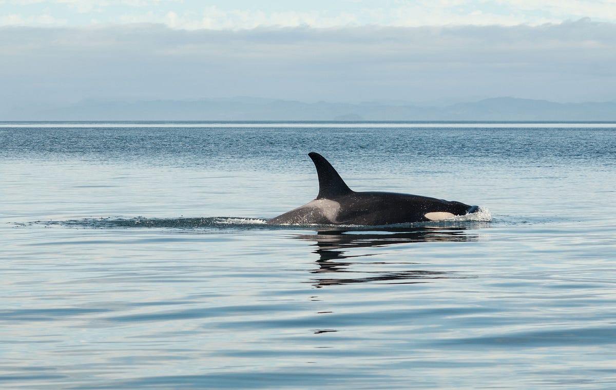 Larry, the Orcas, and Me. 1973, Petersburg, Alaska. Larry and I… | by ...