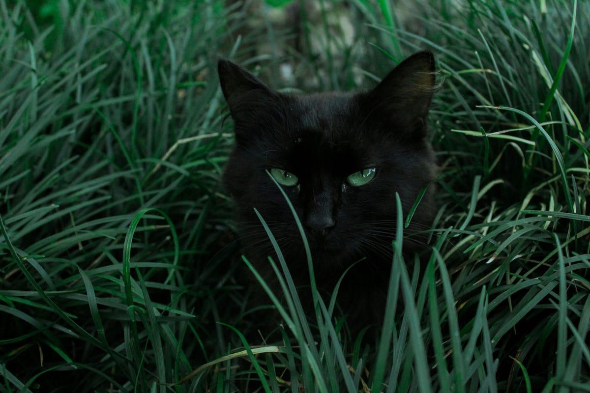 Cats & Snakes Have More In Common Than You’d Think | by Joseph Ream ...