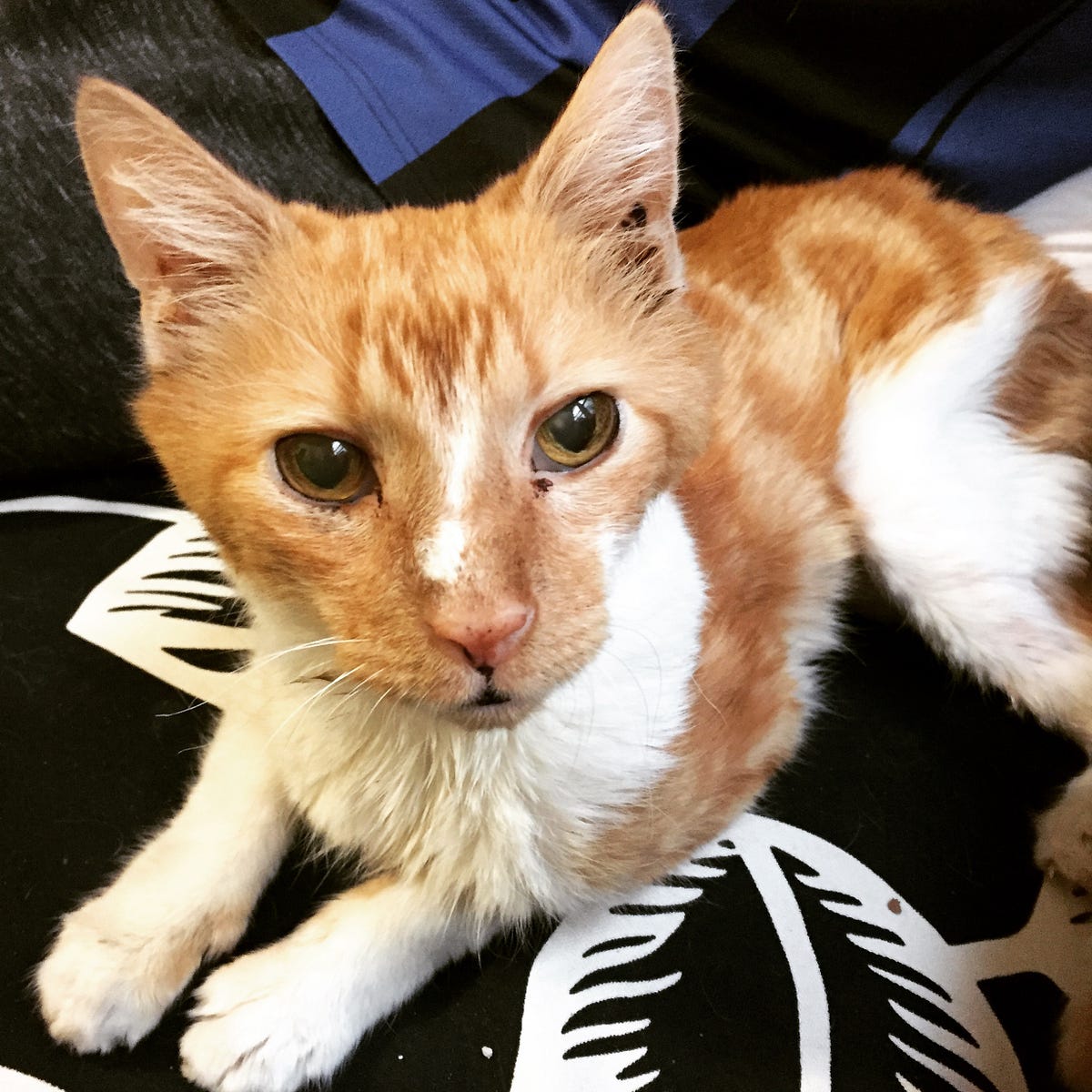 My Cat Hendrix. Let me tell you about my cat, Hendrix. | by Your ...