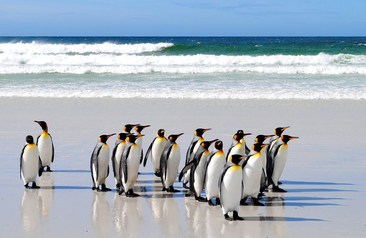 A Waddle of King Penguins - Six Word Photo Story Challenge - Medium
