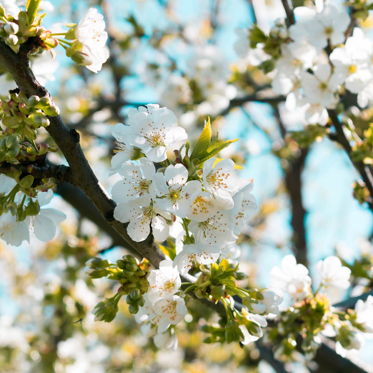 The Spring That Sprung Early. “Blossom by blossom the spring begins ...