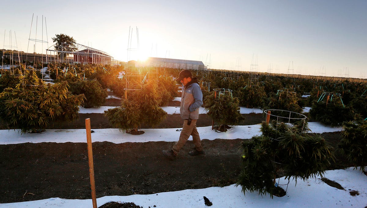 PHOTOS: Harvest season at the nation’s largest legal open air pot farm ...