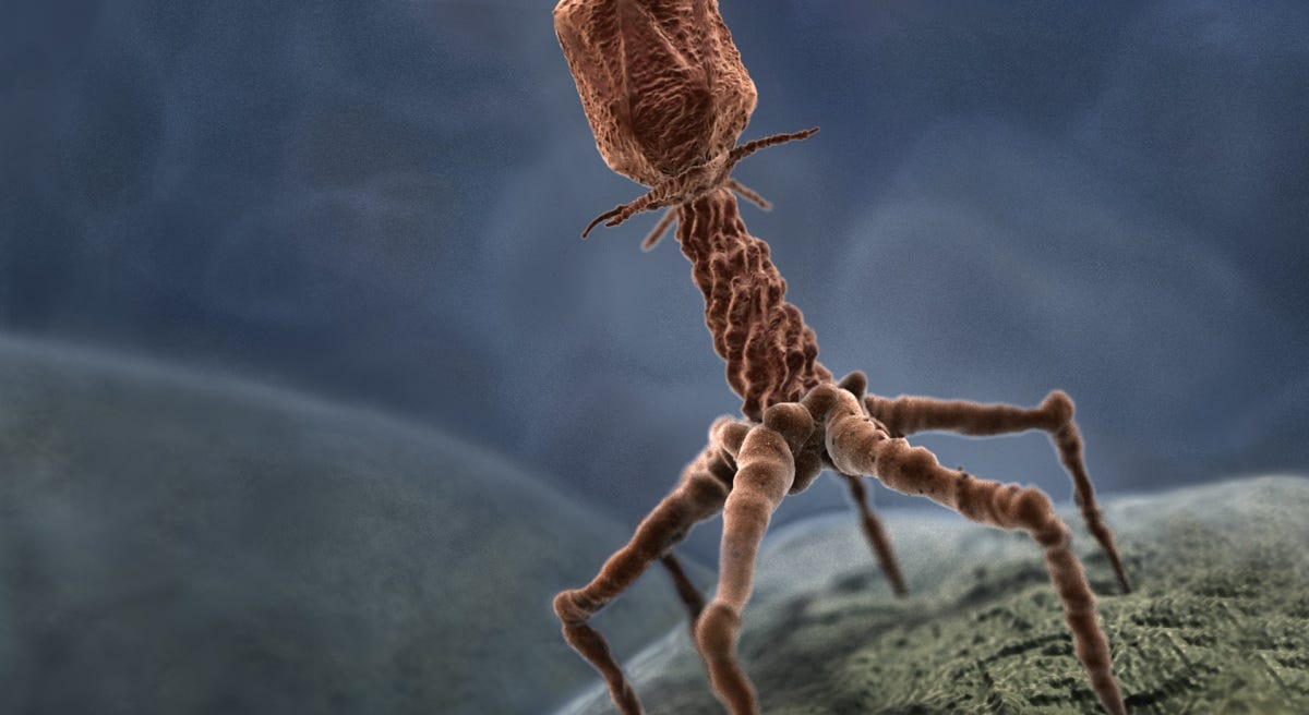 Phage Therapy — The War Against Superbugs | by Akshaj Darbar | Medium